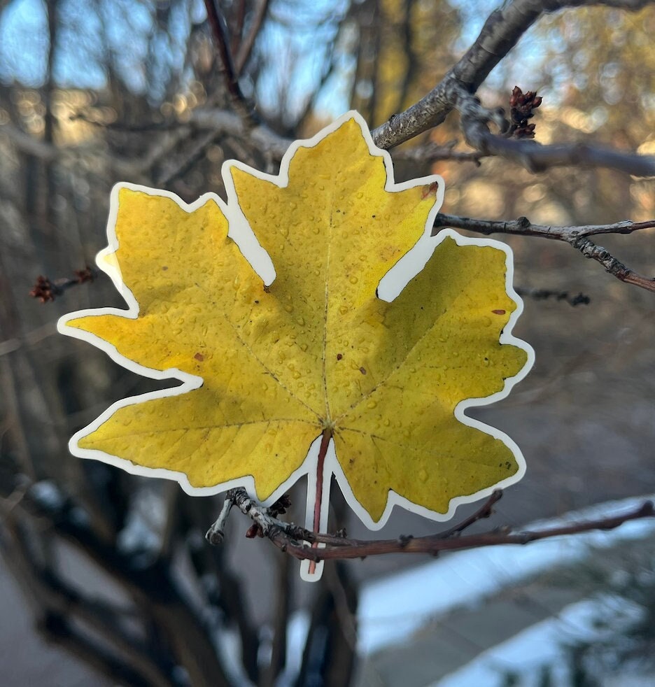 Oregon Yellow Big Leaf Maple Sticker - Etsy