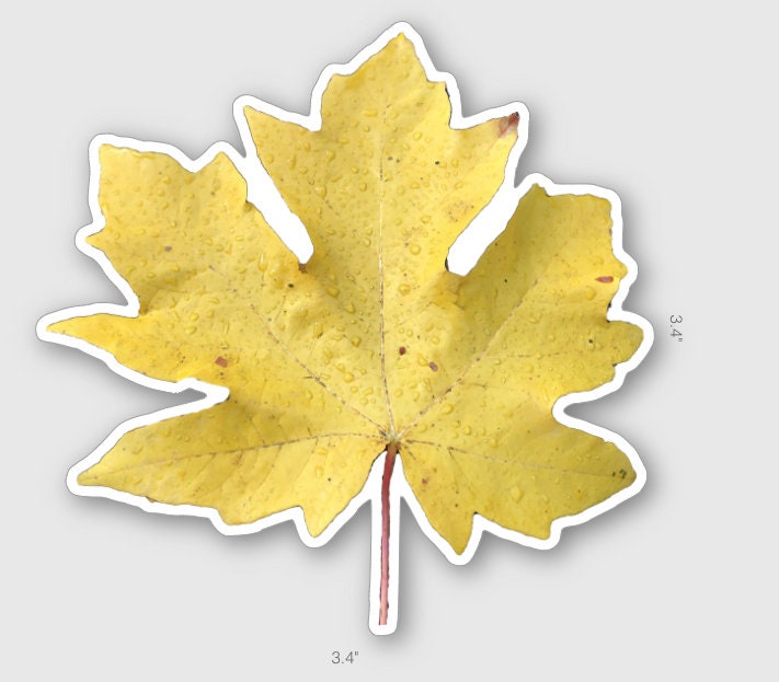 Oregon Yellow Big Leaf Maple Sticker - Etsy