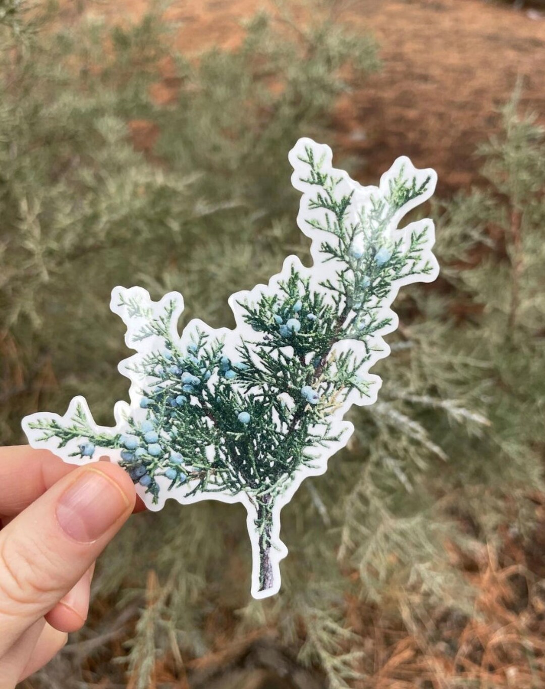 Oregon Juniper Berry Sticker - Etsy