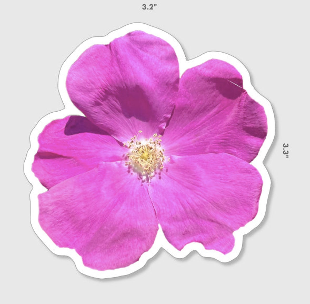 Maine Beach Rose Flower Sticker - Etsy
