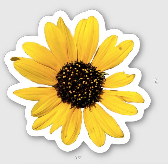 Oregon Black Eyed Susan Sticker - Etsy