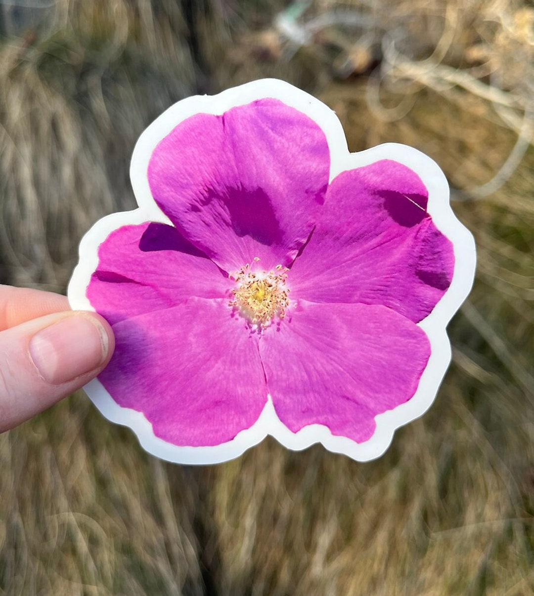 Maine Beach Rose Flower Sticker - Etsy