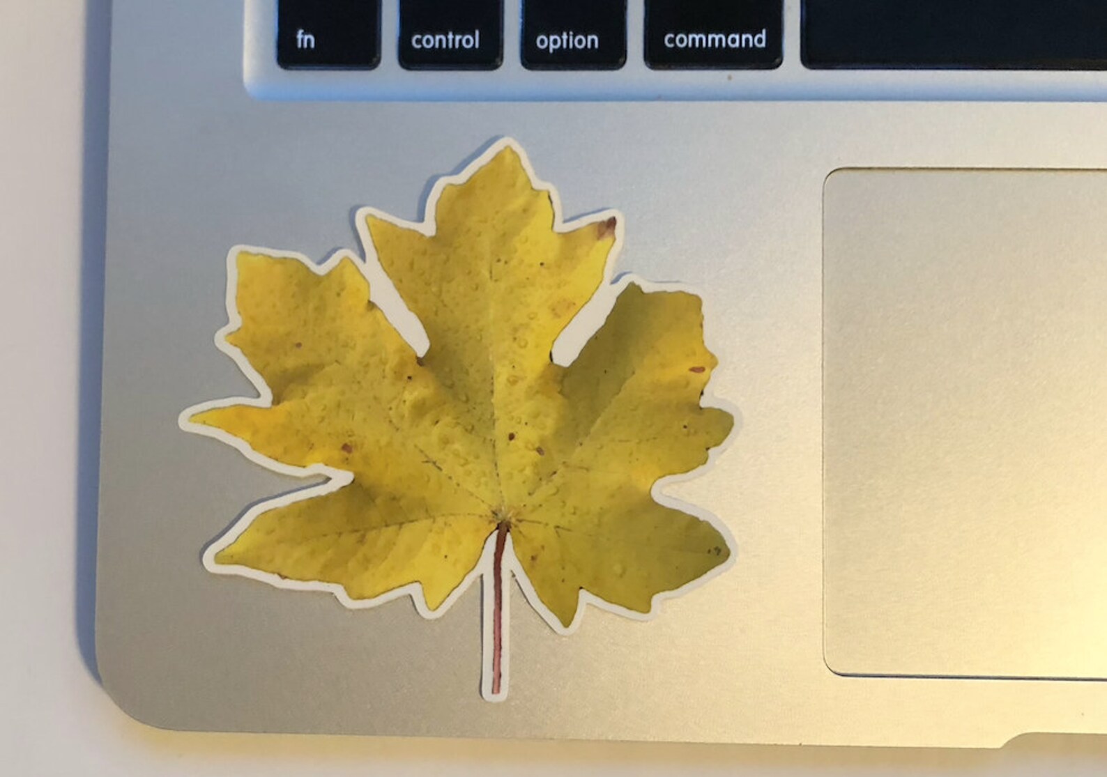 Oregon Yellow Big Leaf Maple Sticker - Etsy