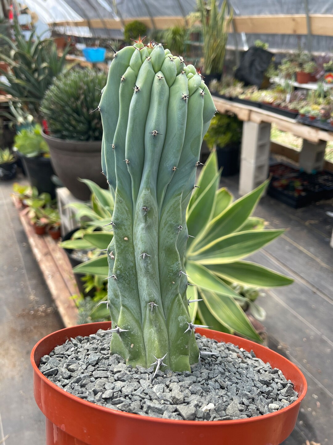 Blue Myrtle Cactus Blue Candle Cactus Myrtillocactus - Etsy