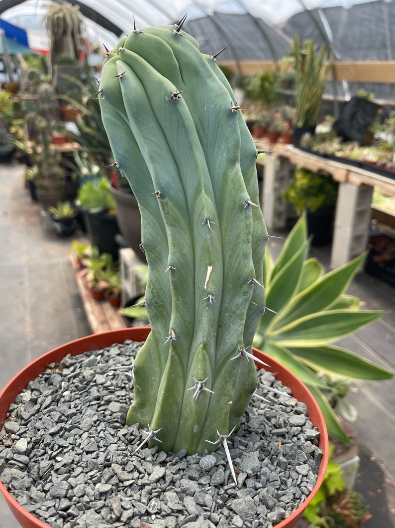 Blue Myrtle Cactus Blue Candle Cactus Myrtillocactus - Etsy