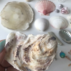 Sea Witch Starter Kit Seashell Kit - Etsy