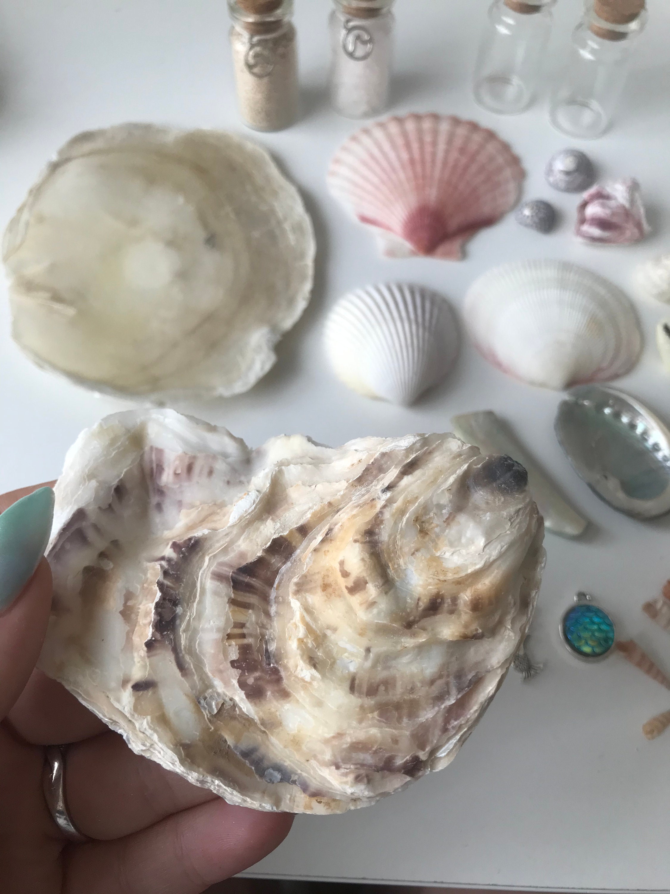 Sea Witch Starter Kit Seashell Kit | Etsy