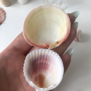 Sea Witch Starter Kit Seashell Kit - Etsy