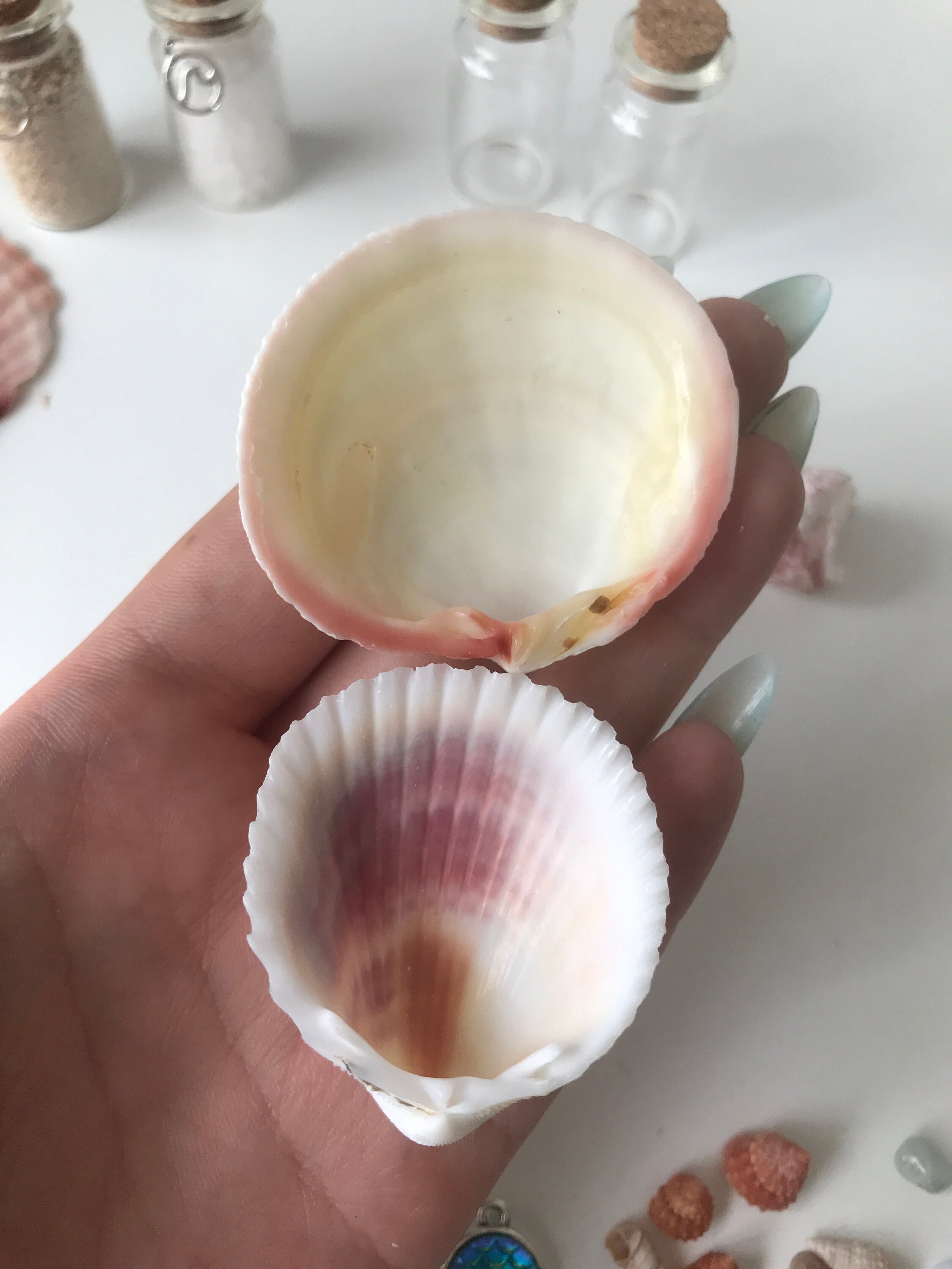 Sea Witch Starter Kit Seashell Kit | Etsy