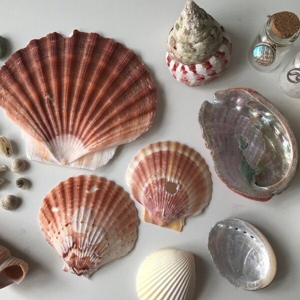 Sea Witch Starter Kit - Etsy