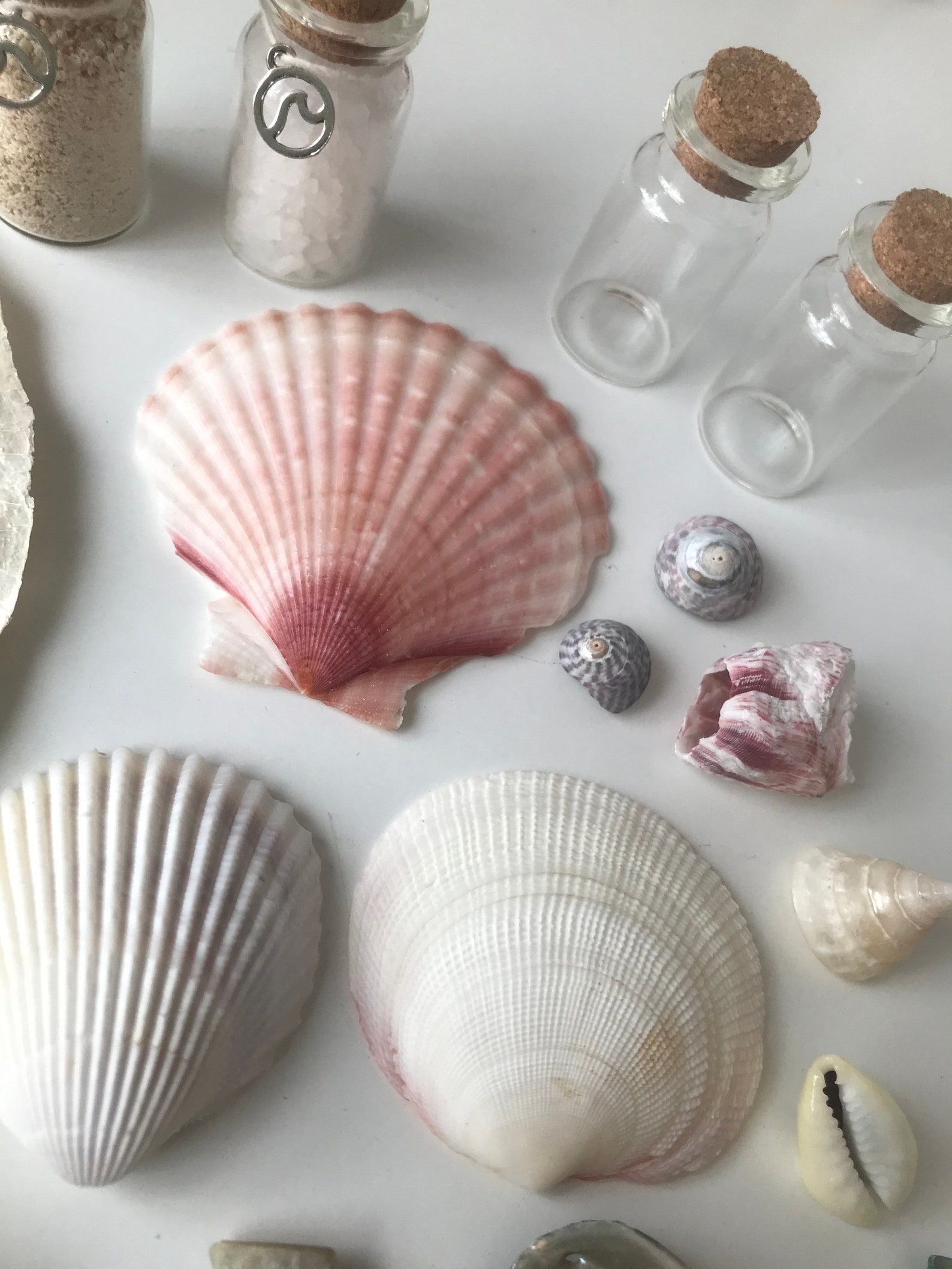 Sea Witch Starter Kit Seashell Kit | Etsy