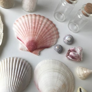 Sea Witch Starter Kit Seashell Kit - Etsy