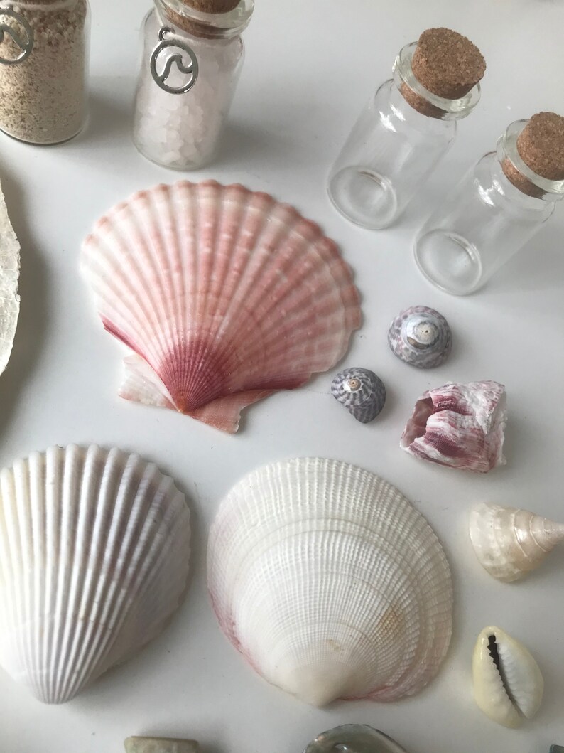 Sea Witch Starter Kit Seashell Kit | Etsy