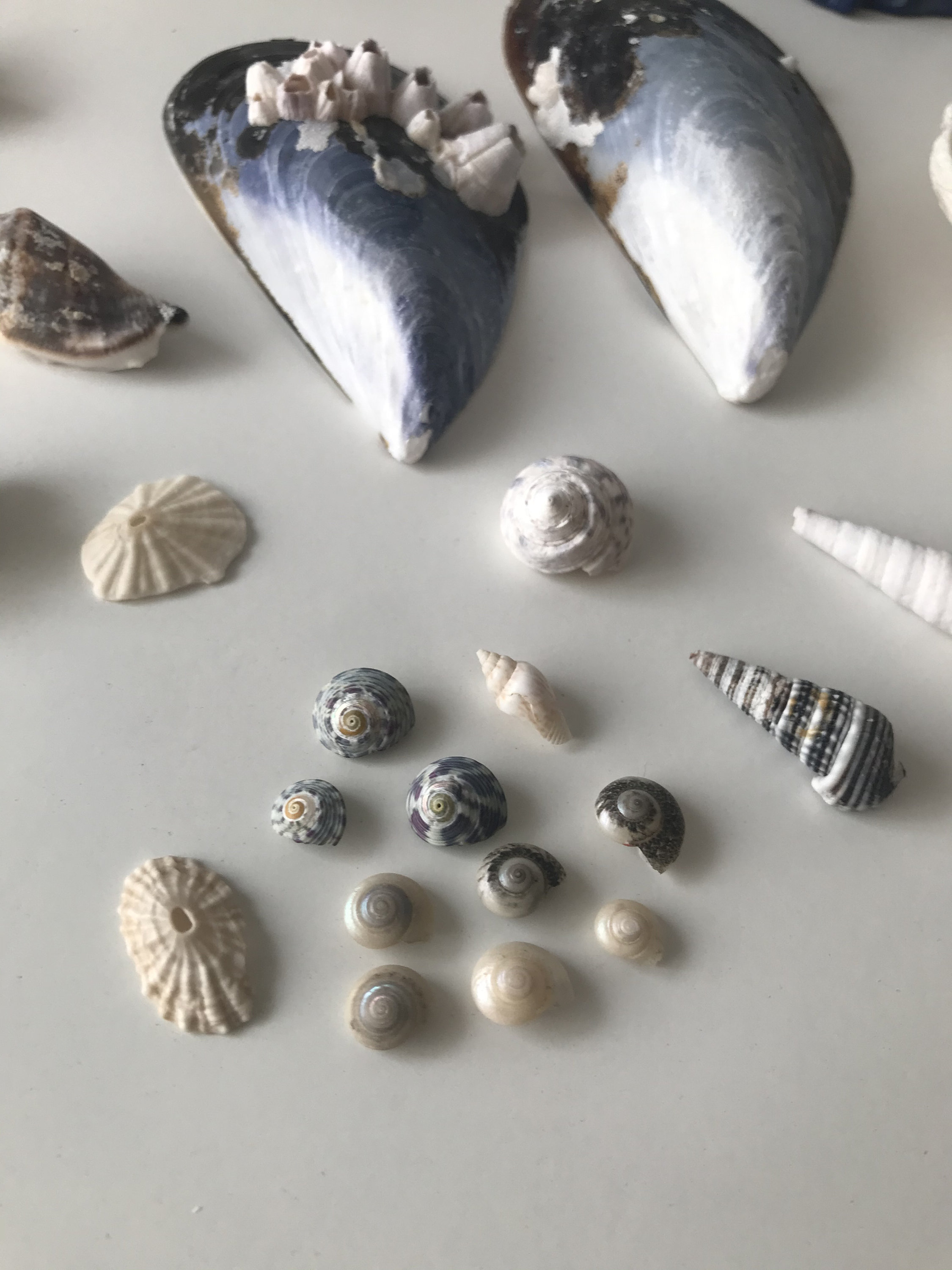 Sea Witch Starter Kit in Blue Unusual Shells Seashell Kit | Etsy