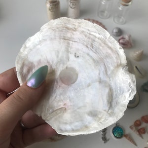 Sea Witch Starter Kit Seashell Kit - Etsy