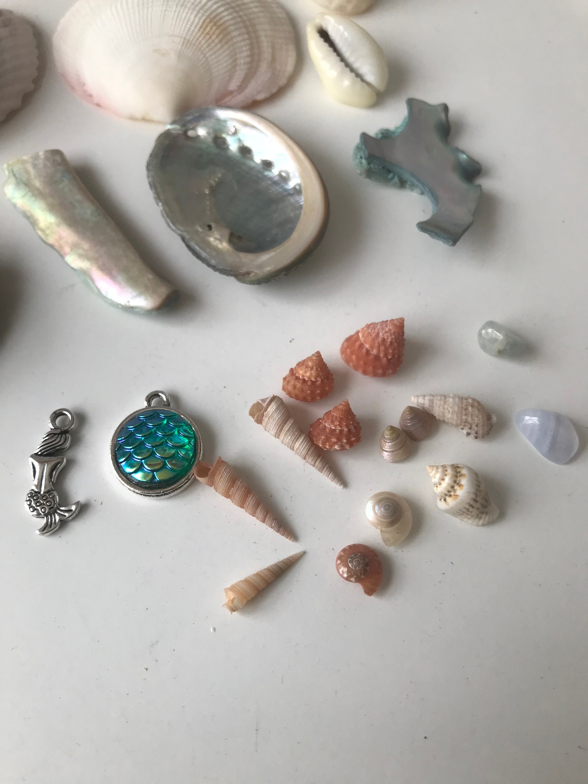 Sea Witch Starter Kit Seashell Kit | Etsy