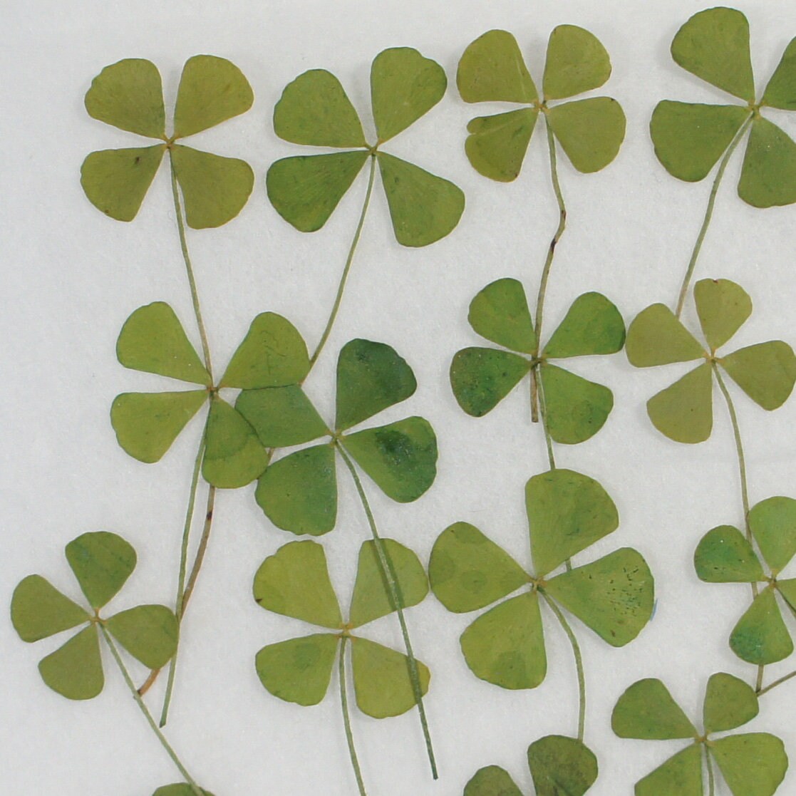 Clover Pressed Clover Four Leave Clover Card Making | Etsy
