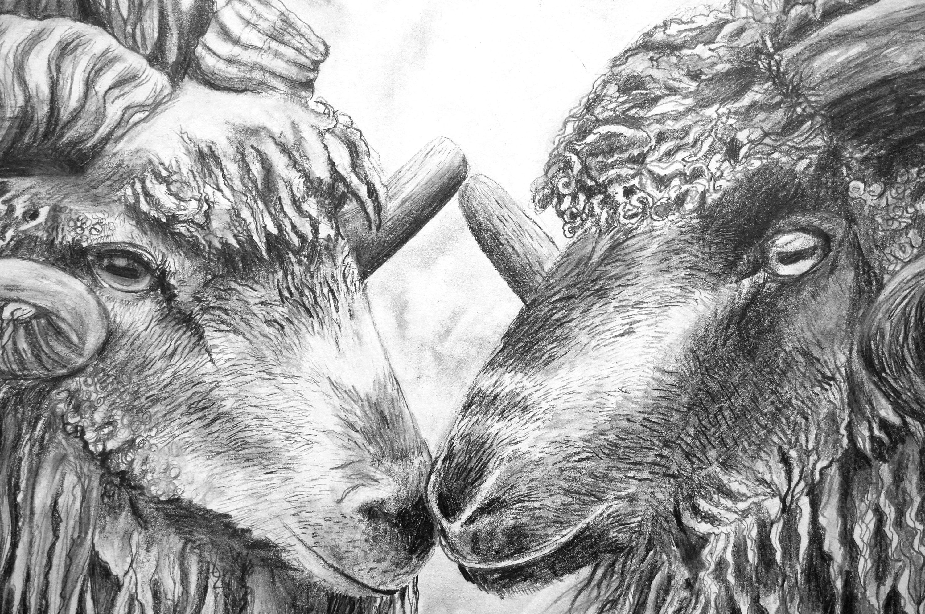 Sheep Original Animal Square Drawing Countryside Art - Etsy