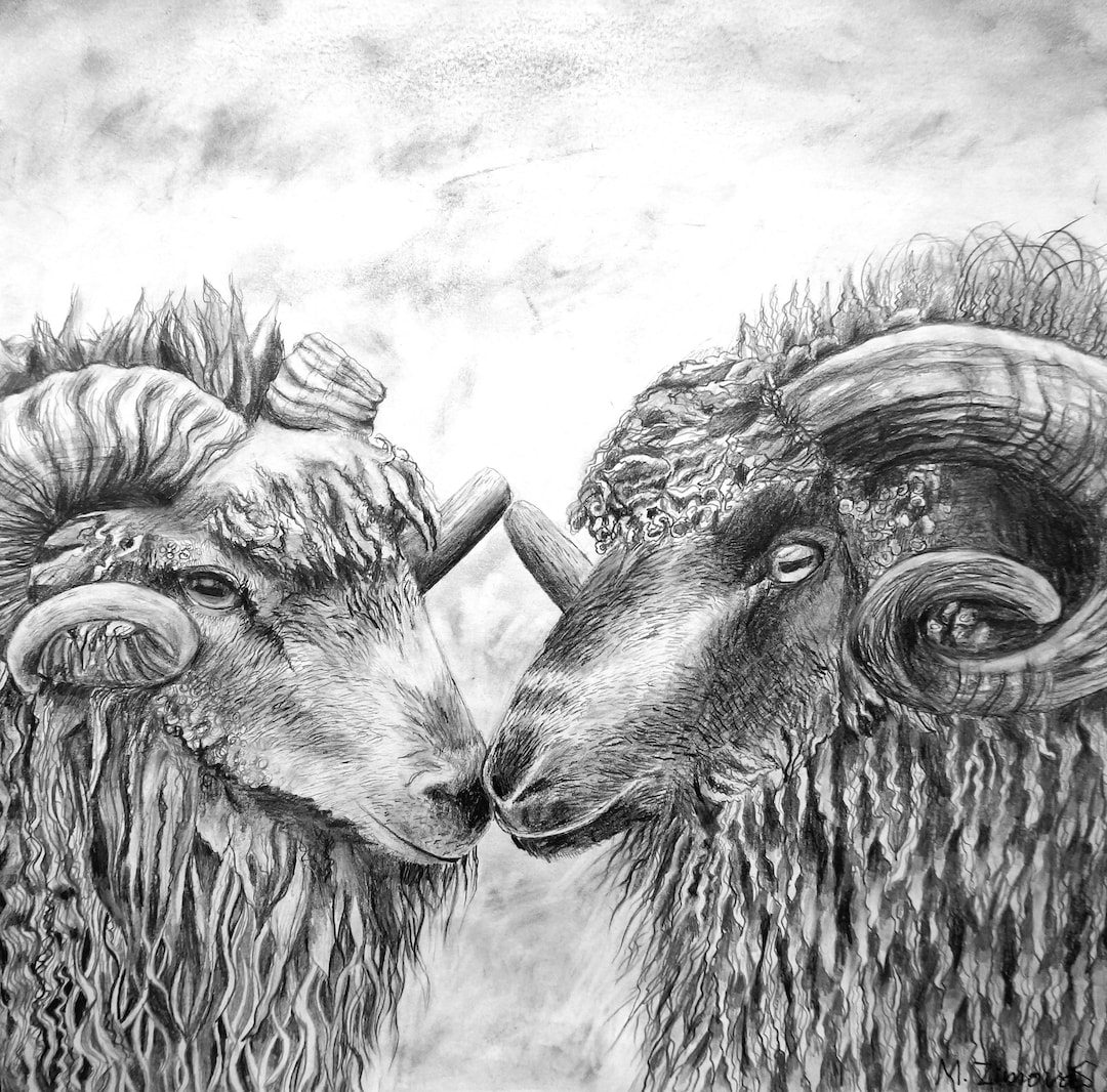 Sheep, Original Animal Square Drawing, Countryside Art - Etsy