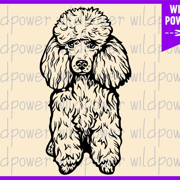 Poodle Svg - Etsy