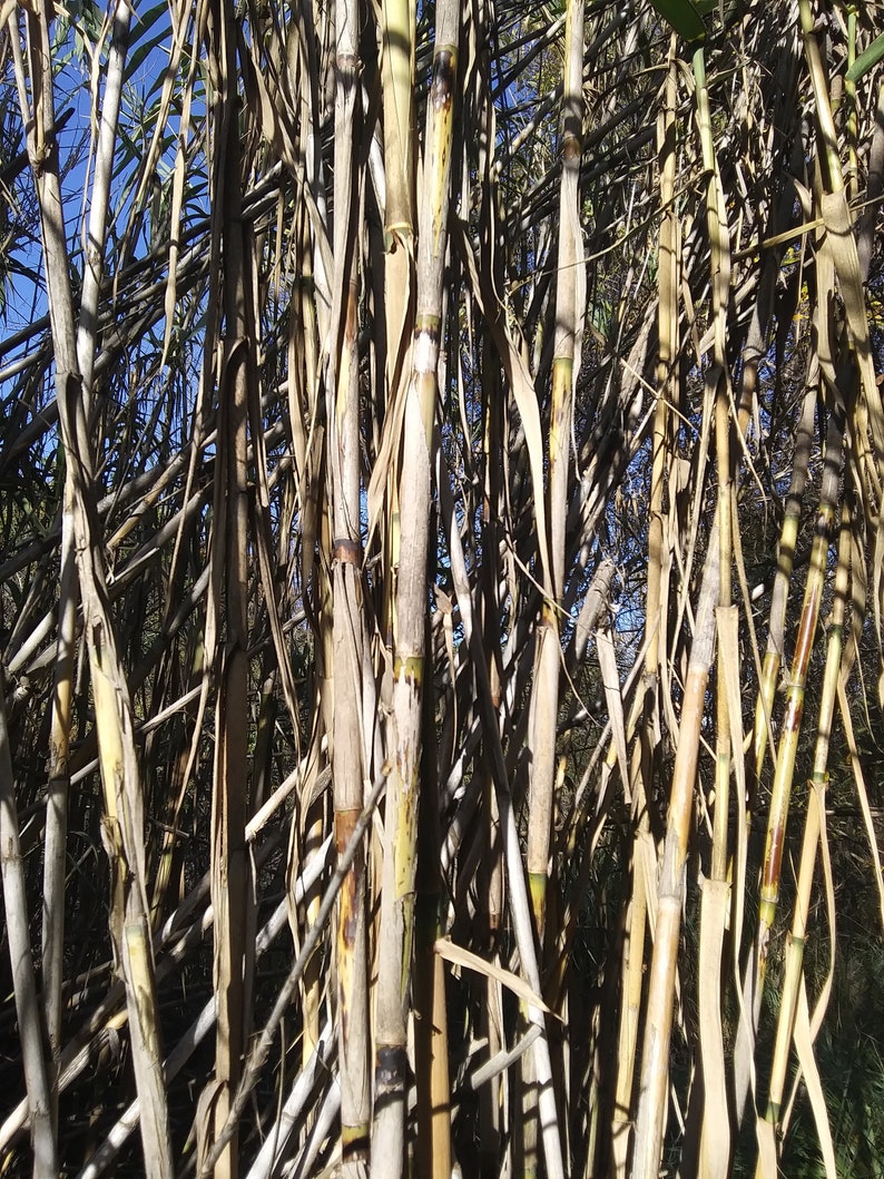 Craft Supplies & Tools Floral & Garden Crafts Bamboo Reed Tree Sapling ...