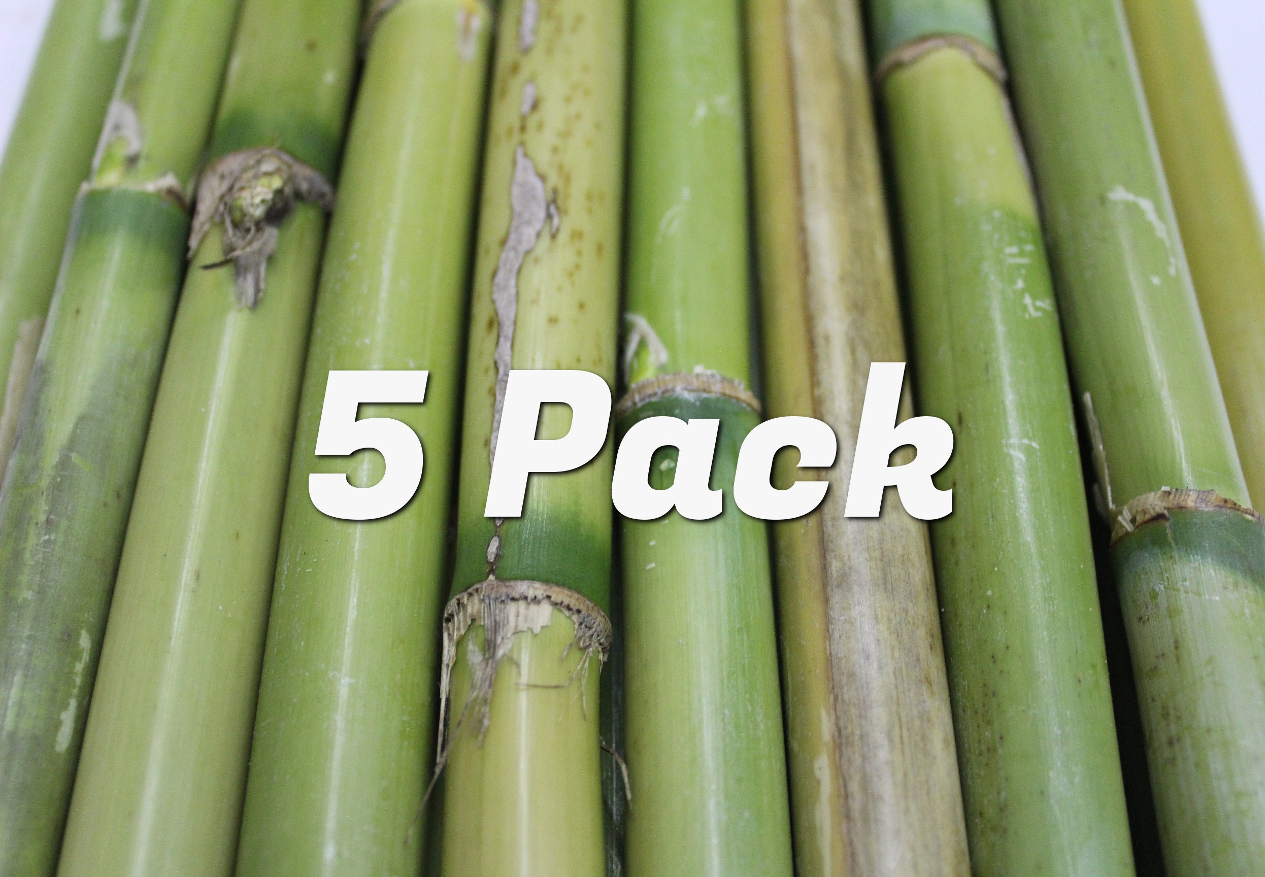5x 24 Natural Garden Poles Bamboo Reed Giant Cane Etsy 5x-24-natural-garden-poles-bamboo-reed-giant-cane-etsy