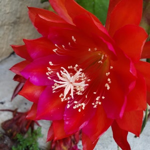 Mix Epiphyllum, Pumilum, Ricrak, Hookeri and Imposible Dream - Etsy