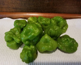 10 Turkish Corbaci Sweet Pepper Seeds Sweet Unique Grown and Harvested ...