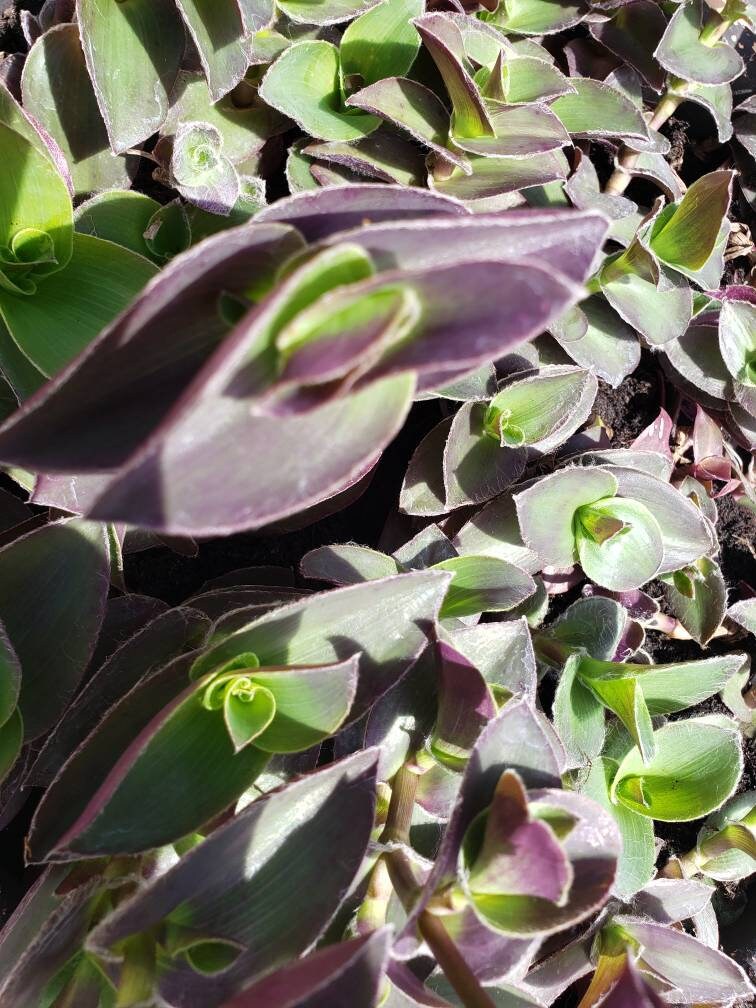 Tradescantia Pallida 'Pale Puma' Pale Puma Spiderwort