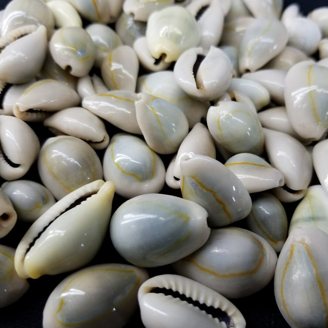 Cowrie Shell Charms, Large Natural Sea Shell - Money Shell - Shell Bead ...