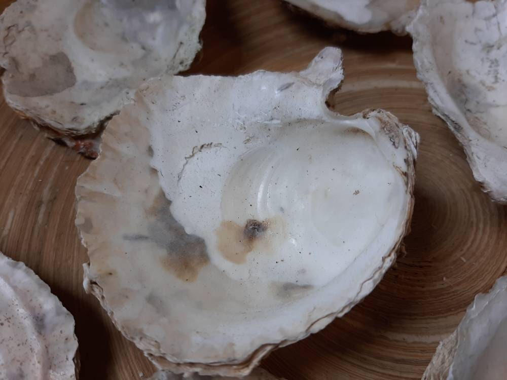 Oyster Shells for Creativity. 35 INCH. DIY. 12 Pieces. - Etsy