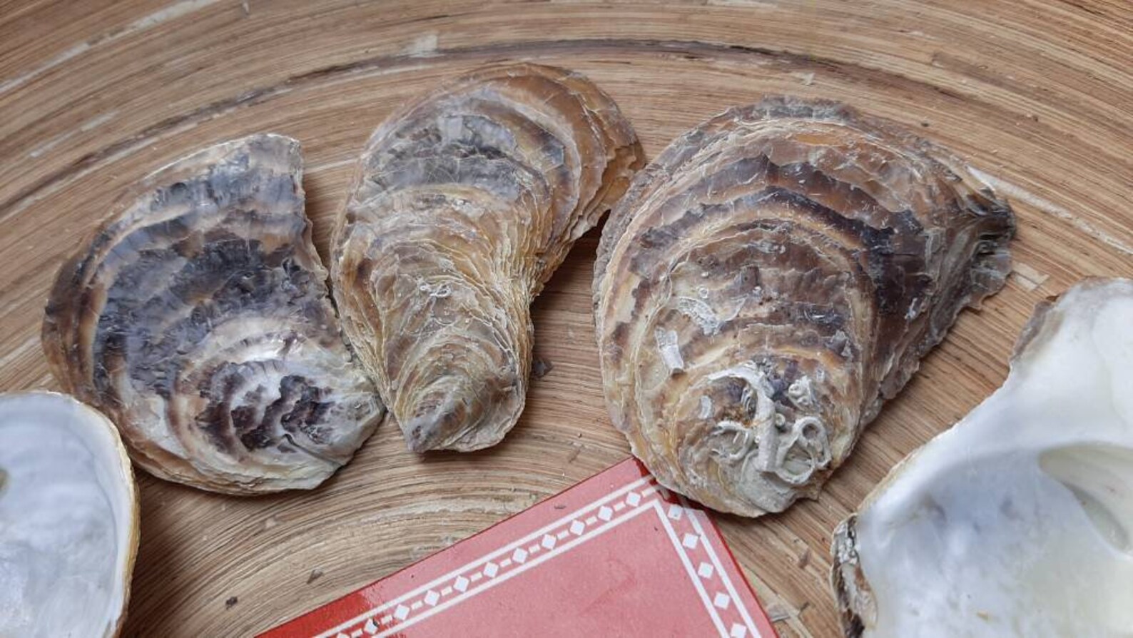 Oyster Shells for Creativity. 35 INCH. DIY. 12 Pieces. - Etsy