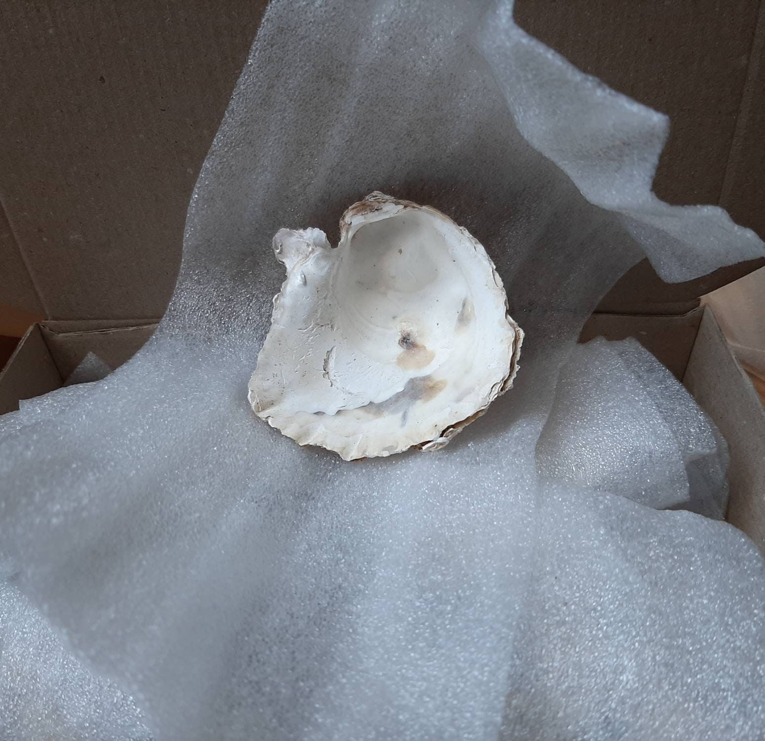 Oyster Shells for Creativity. 35 INCH. DIY. 12 Pieces. - Etsy