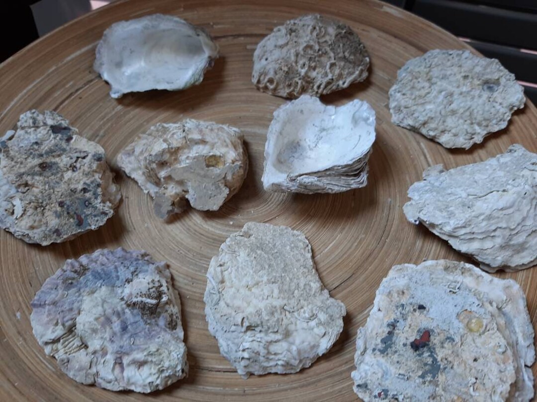 Oyster Shells for Creativity. ~3,5 INCH. DIY. 12 Pieces. - Etsy
