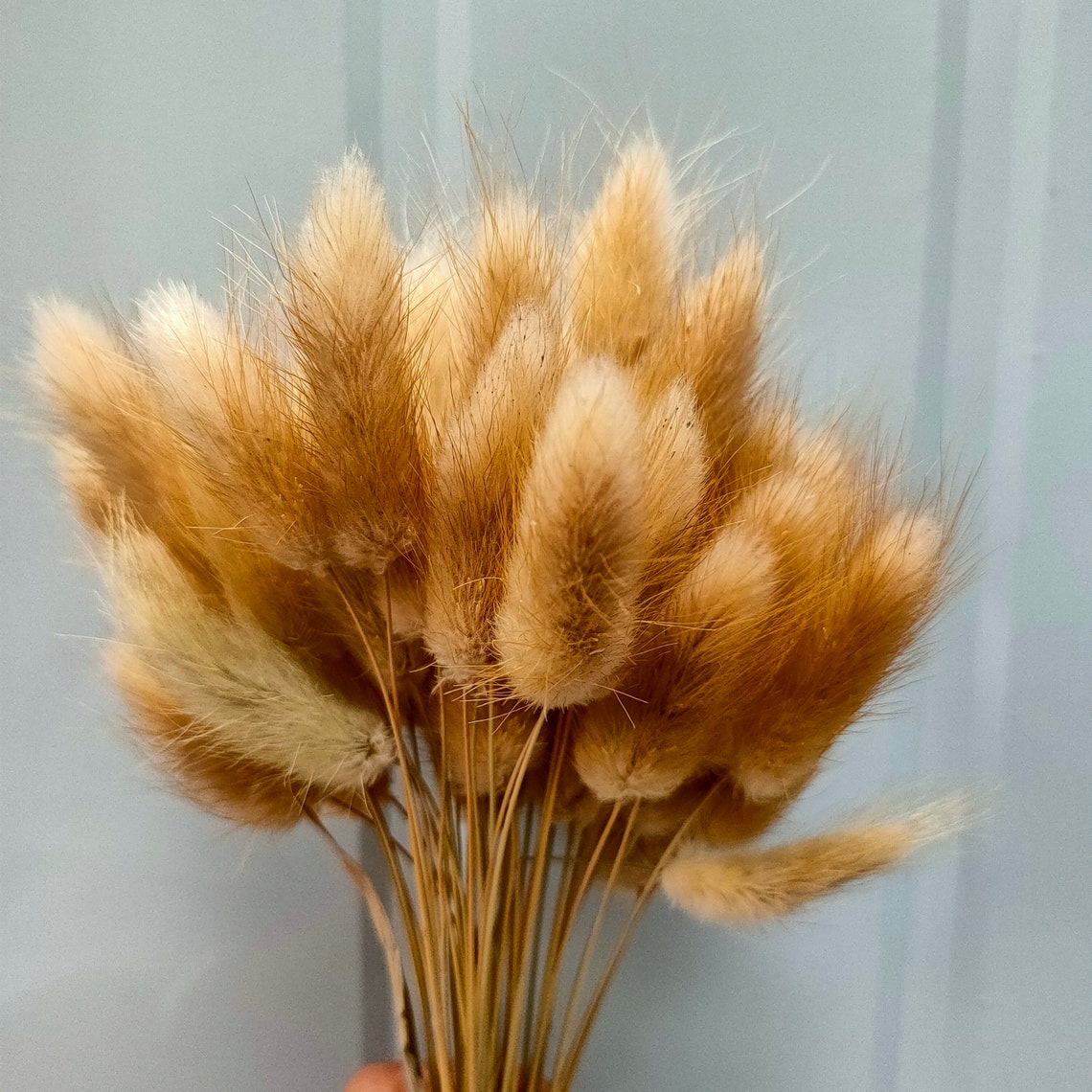 30 Stems Dried Flower Bunny Tail Natural Plants Floral Rabbit - Etsy
