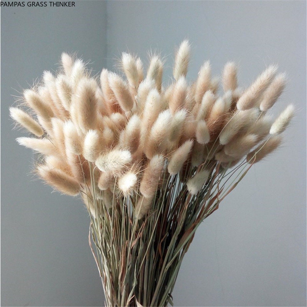 50 Stems Wedding Flower Dried Flower Bunny Tail Natural Plants | Etsy