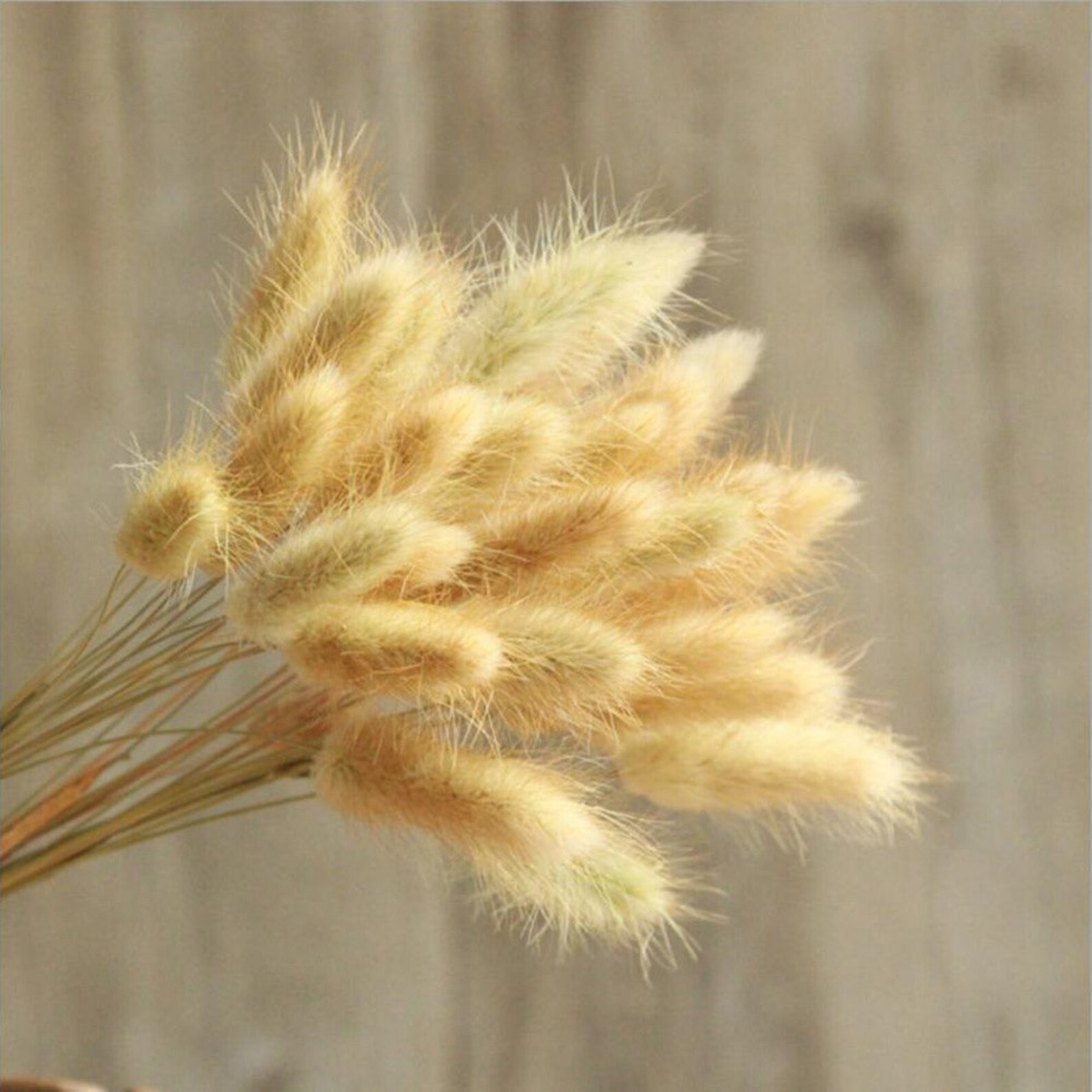 Pack of 50 Bunny Tail Artificial Flowers High Quality - Etsy