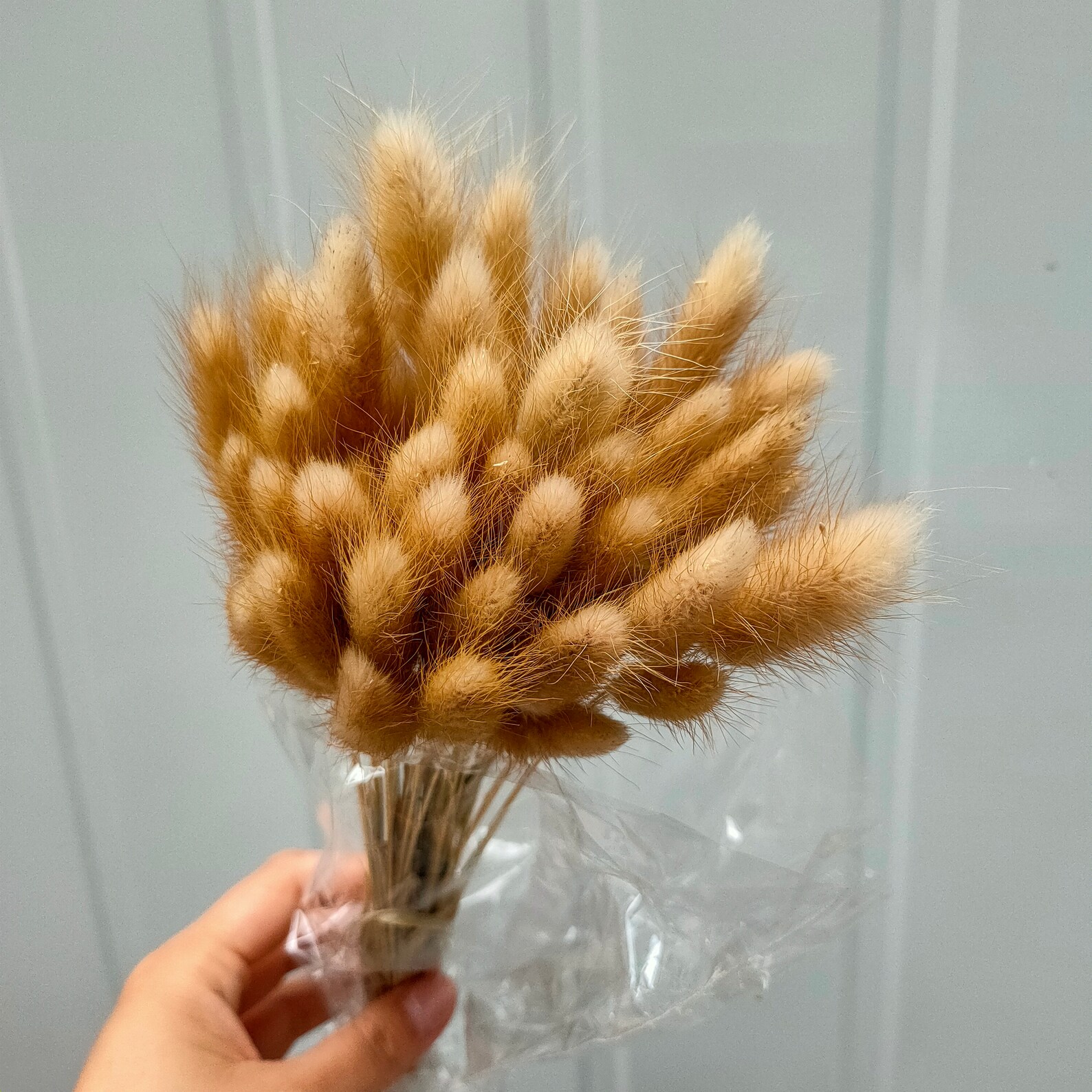 30 Stems Dried Flower Bunny Tail Natural Plants Floral Rabbit - Etsy