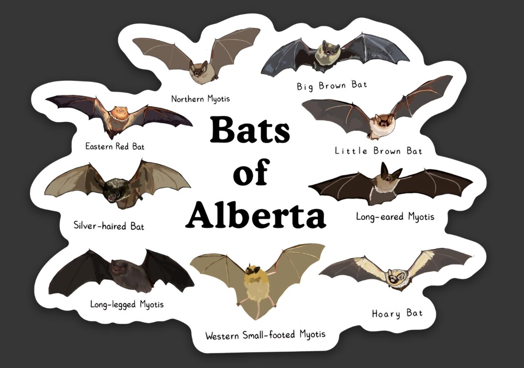 Bats of Alberta Vinyl Sticker | Bat Sticker | Bats | Bat Conservation ...