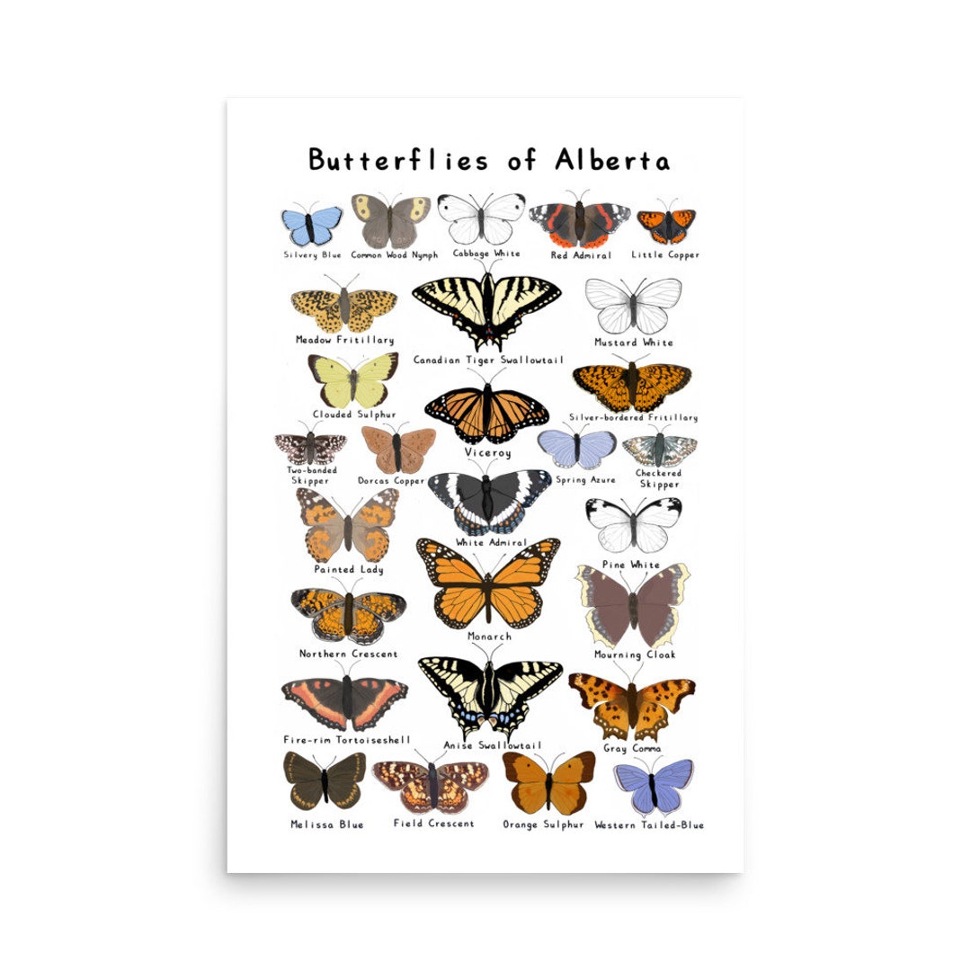 Butterflies of Alberta Poster | Nature Poster | Butterfly Poster ...