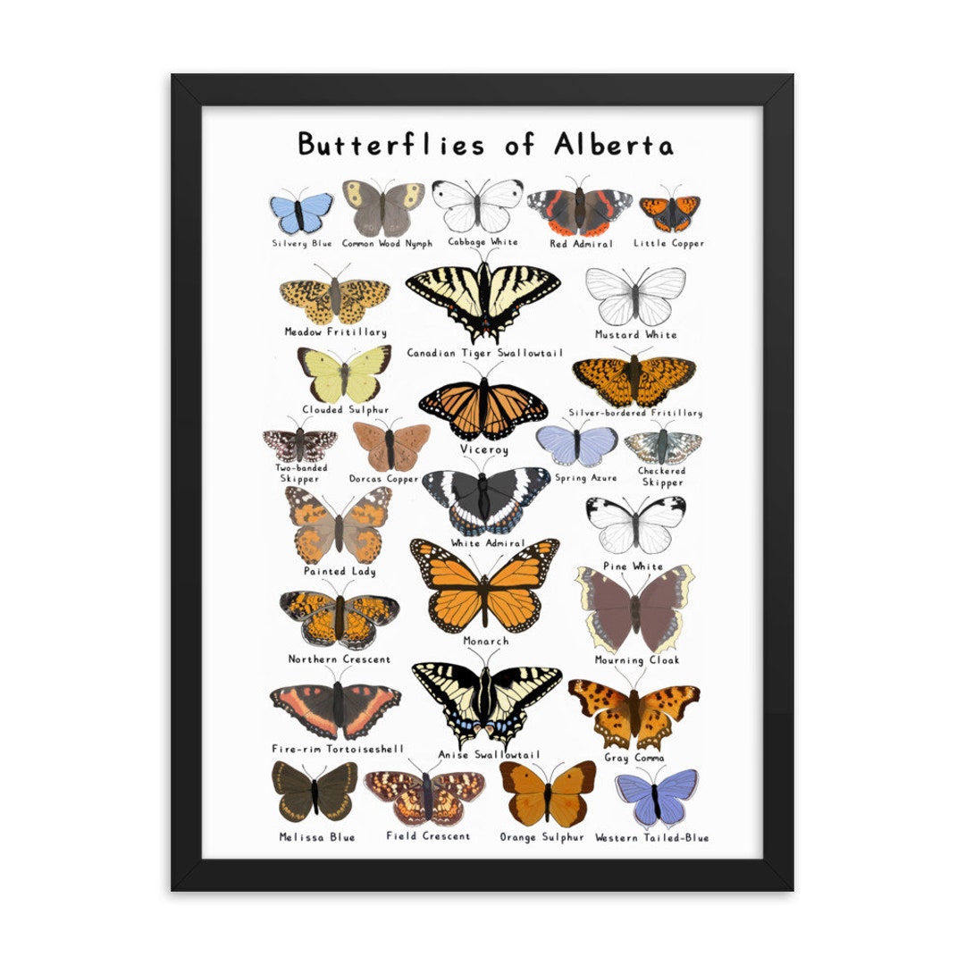 Framed Butterflies of Alberta Poster Nature Poster Butterfly Poster ...