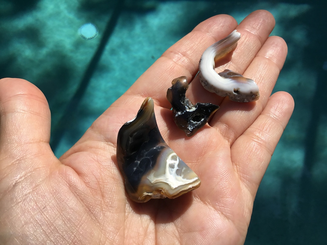 Tampa Bay Coral Agatized Coral Fossils, 3 Agate Set of Cabochon ...