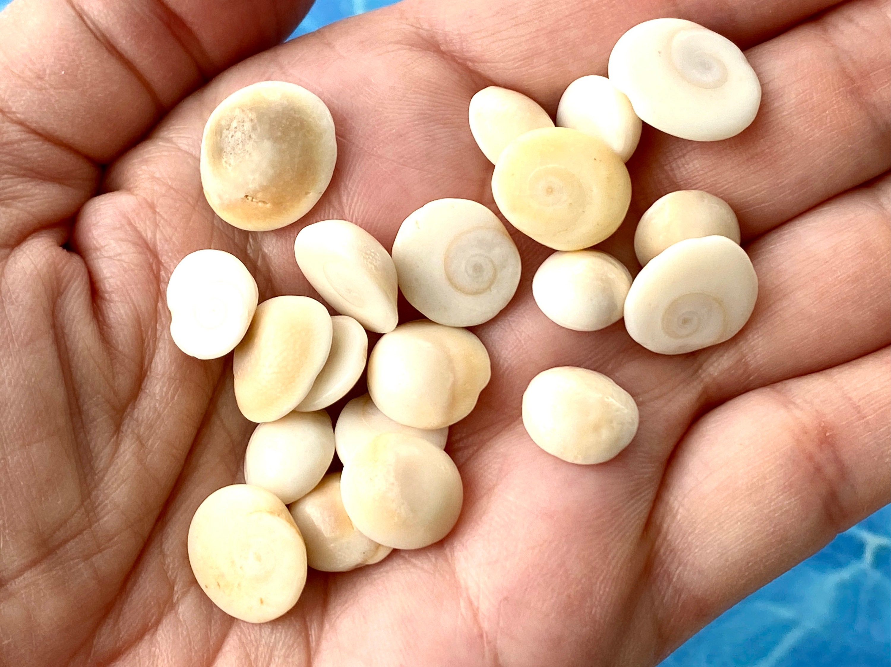 Natural Snail Shell Trapdoor Operculum Rounds Set of 20 Pieces Sea Gems ...