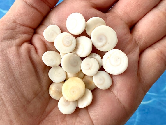 Natural Snail Shell Trapdoor Operculum Rounds Set of 20 Pieces | Etsy