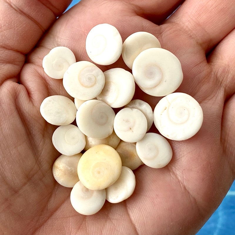 Operculum Shell - Etsy