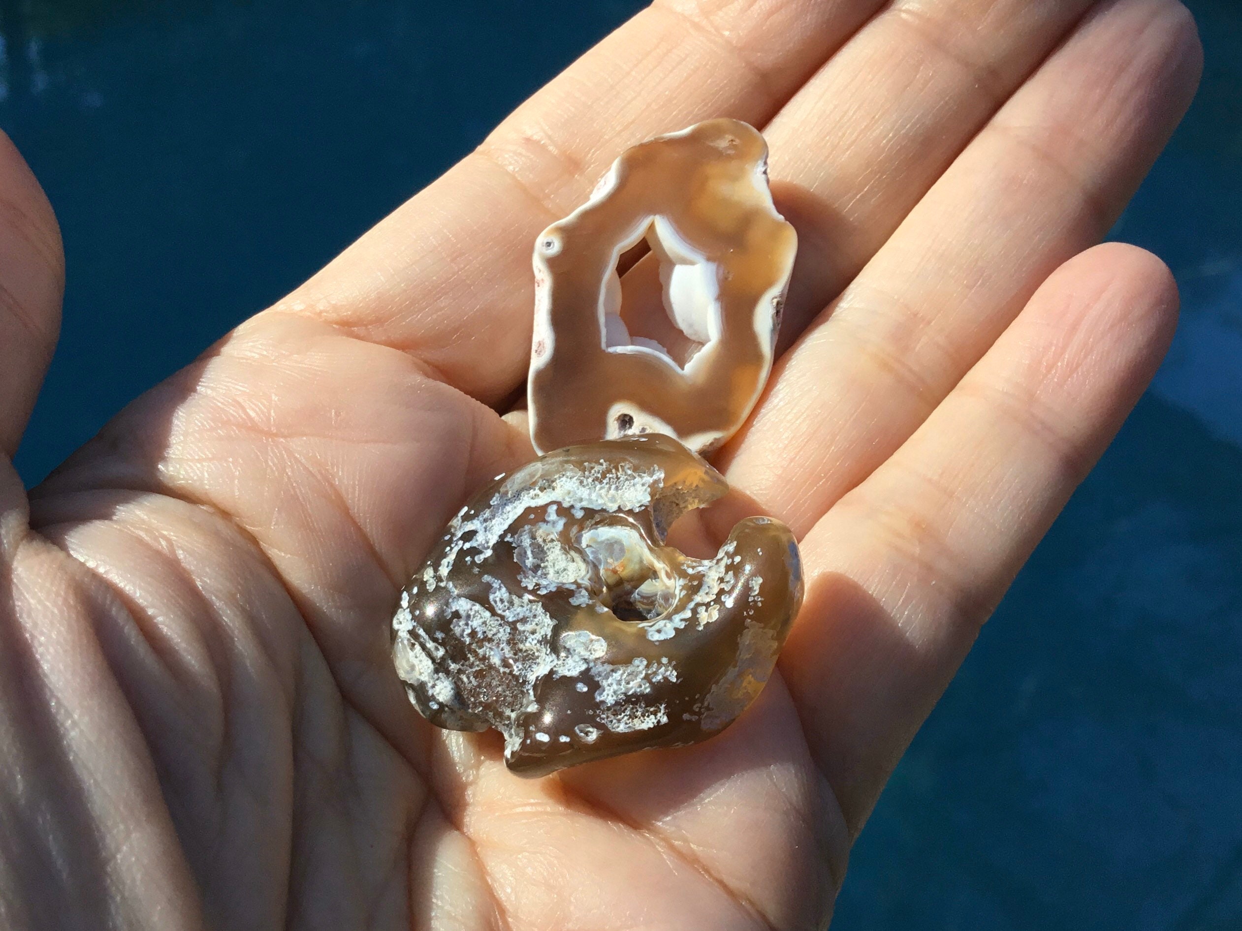 Agatized Tampa Bay Fossil Coral 2 Fossilized Coral Agate - Etsy