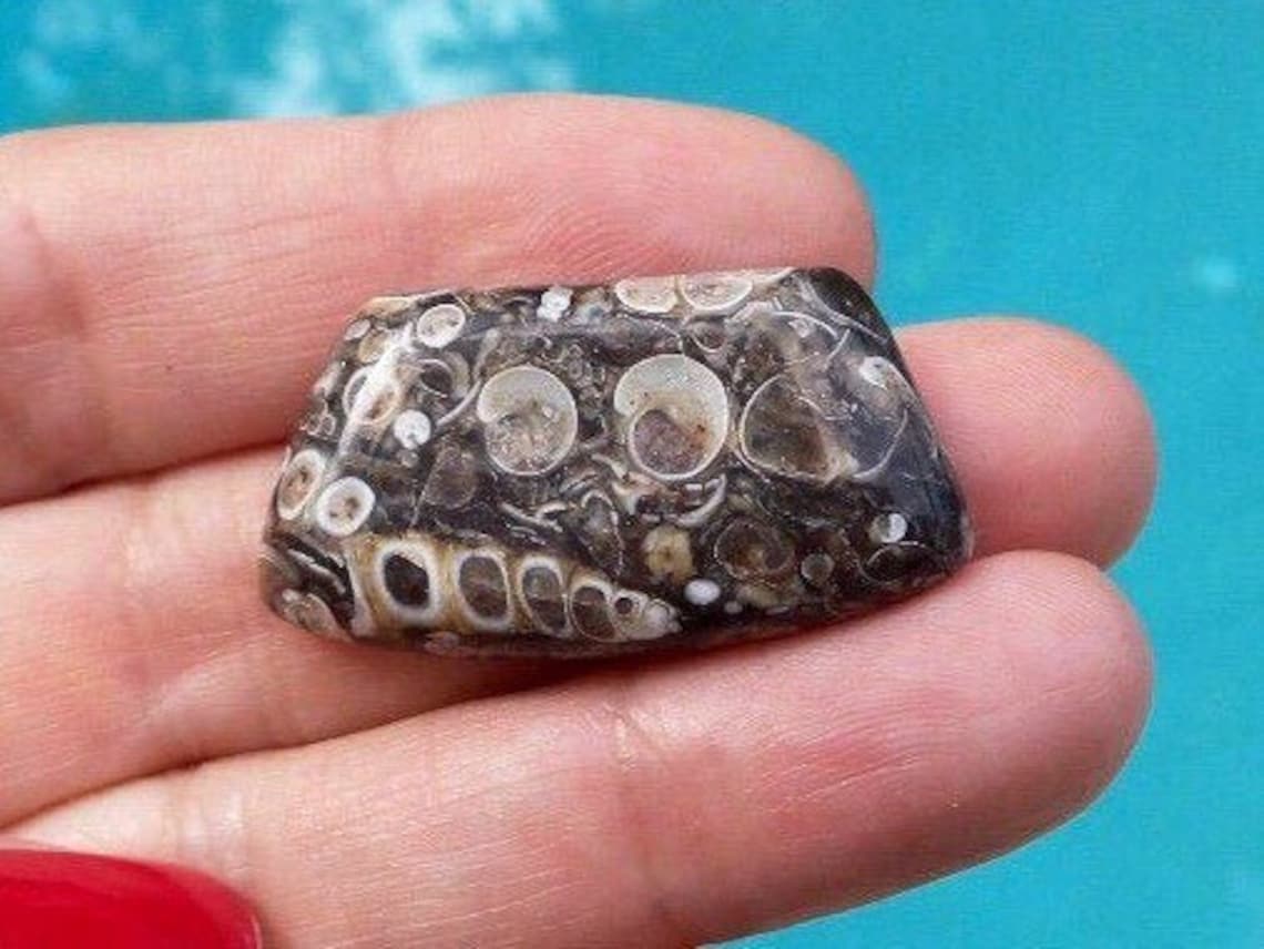 Turritella Shell Fossil Agate Cabochon Gemstone for Jewelry | Etsy España