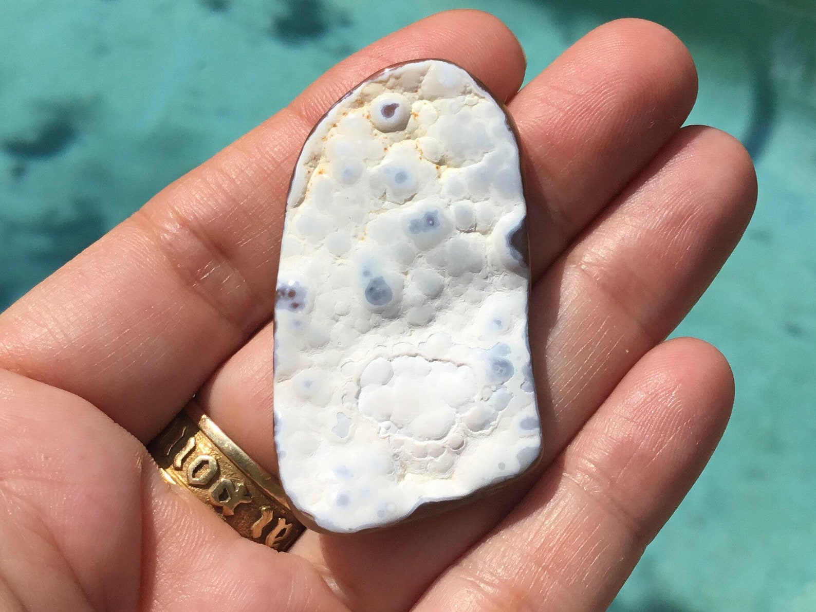 Large Agatized Tampa Bay Fossil Coral Fossilized Coral Agate - Etsy