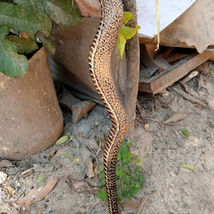 African Python Original Hiking Walking Stick Cane Handmade Kenya Africa ...