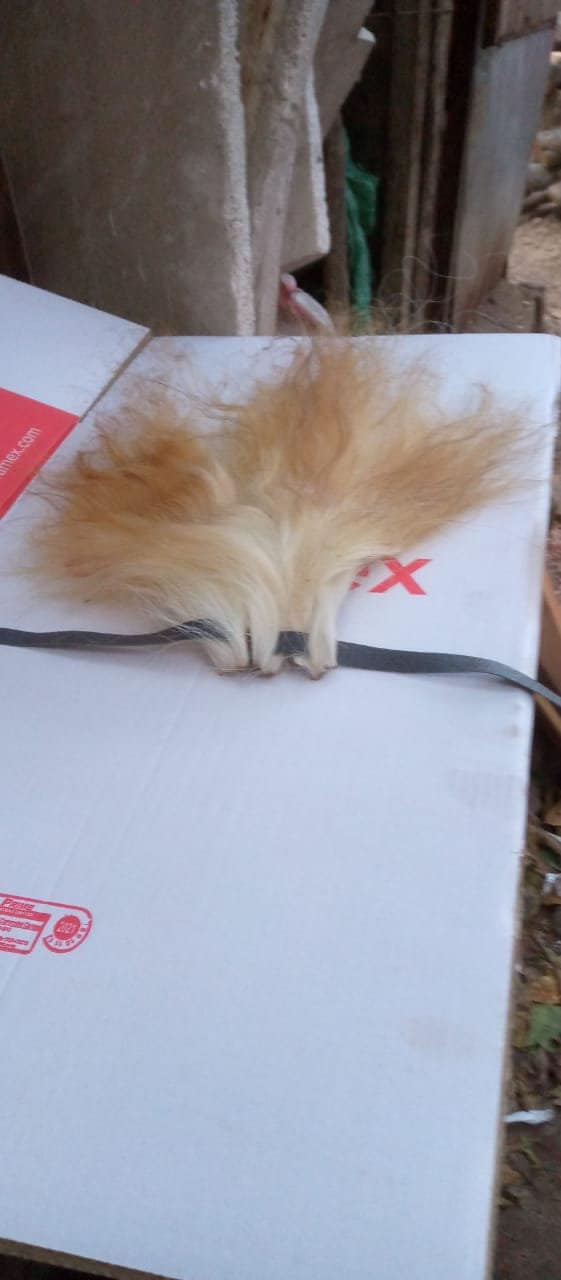 Original Set of 2 or 4 Shown Amashoba Functional Traditional Dance ...